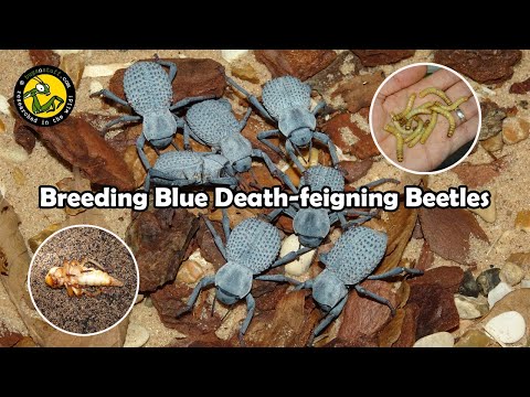 How to breed Blue death-feigning beetles
