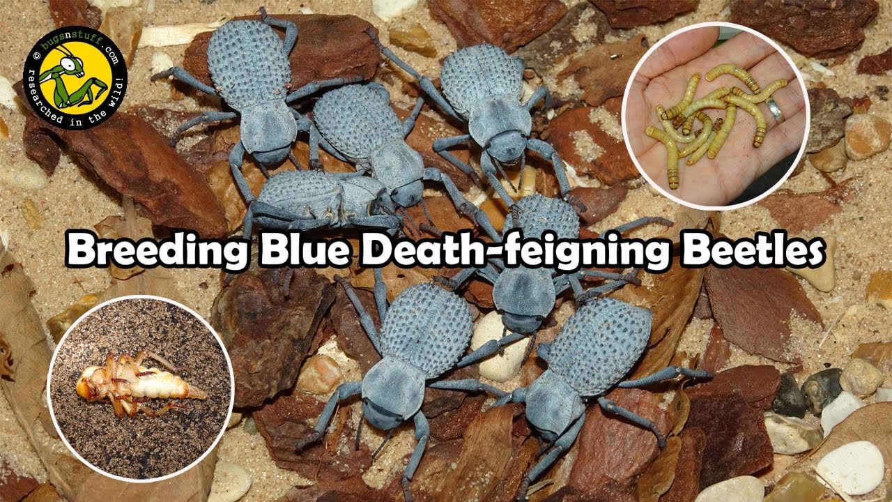 How to breed Blue death-feigning beetles
