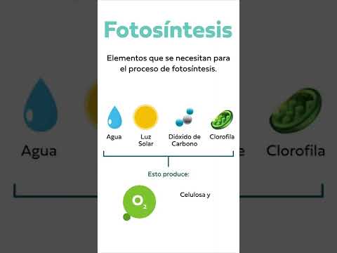 Fotosíntesis
