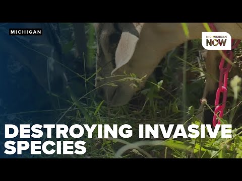 Herd of goats eat their way through Flint's invasive plant problem