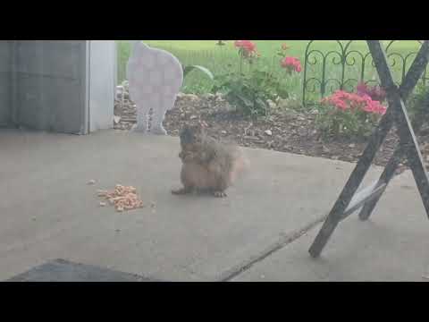 Squirrels like cheerios