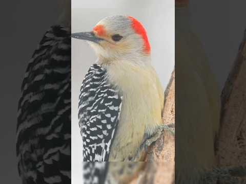 Downy Woodpecker vs Northern Flicker:Unique Features & Behaviors!