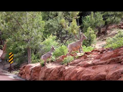 Spring Wildlife And Wildflowers Zion National Park