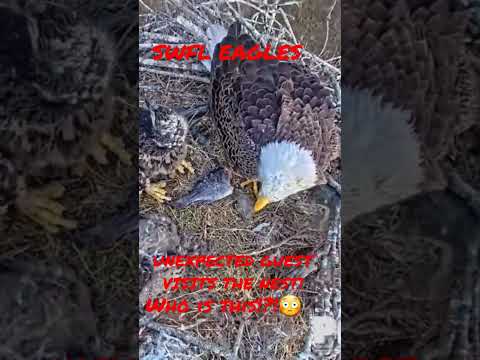 SWFL EAGLES- FRIEND OR FOE?!!