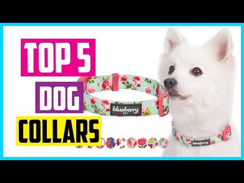 ✅Top 5 Best Dog Collars In 2024 Review