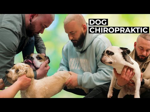 TOP 5 ASMR Dog Chiropractic | Therapy | Bones Hands Animals