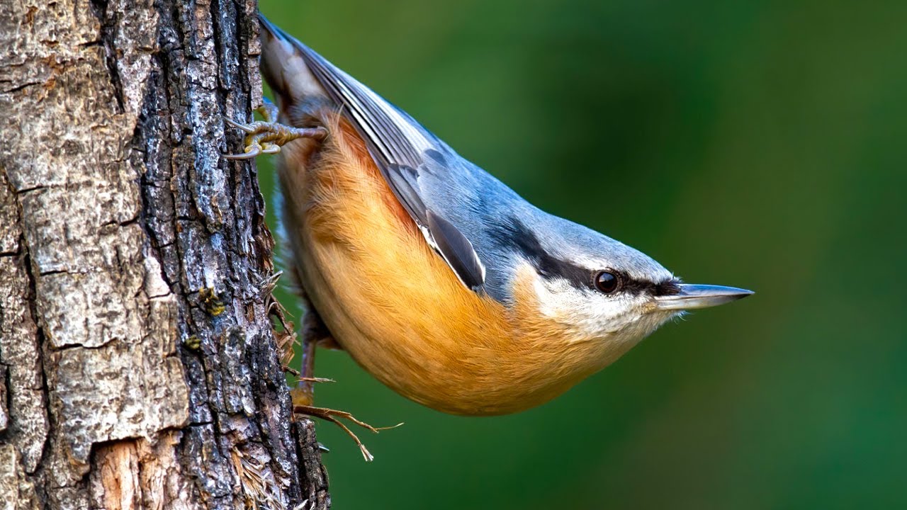 Nuthatch chirping sounds 4K