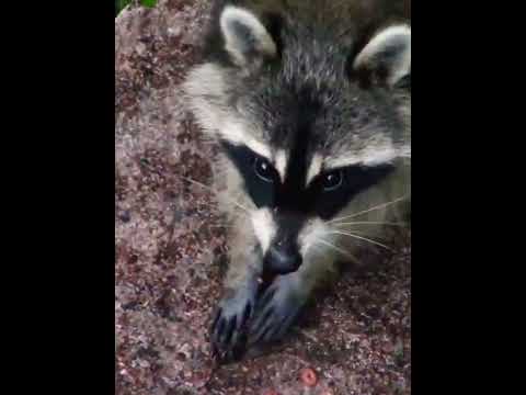 #Raccoon Q.t? Animals#