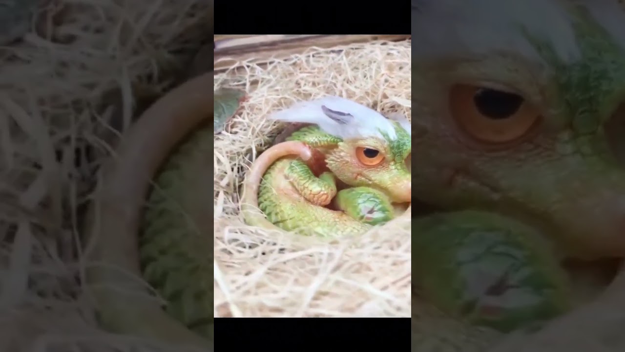 REAL LIFE BABY DRAGON #babydragon  #dragonshorts #midjourney #dragon