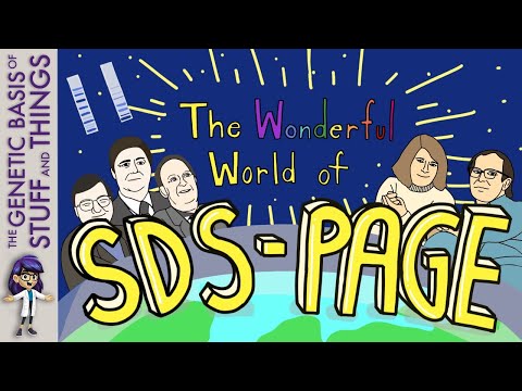 The wonderful world of SDS-PAGE and a snippet of its marvellous history