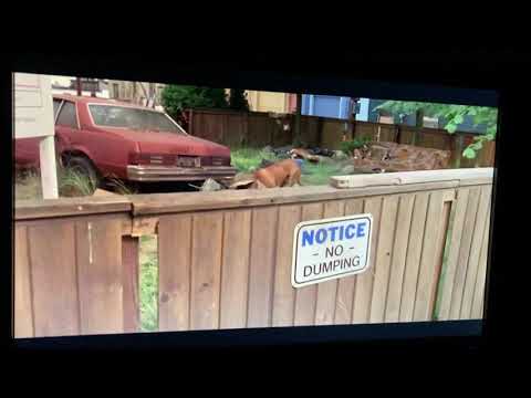 Homeward bound 2 1996: junkyard scene!