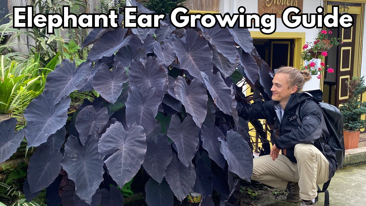 ELEPHANT EAR Care - How to Grow for Lush Plants - Colocasia & Alocasia