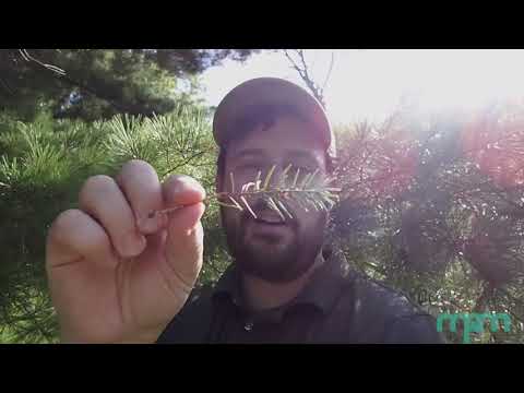 Question with an Expert - Wisconsin Trees