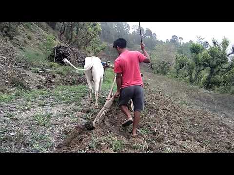 #Agricultural technique #contoure ploughing across the slopes in hills #country plough #bullocks