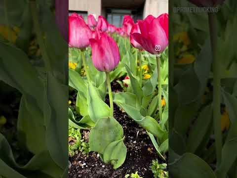 Tulips!