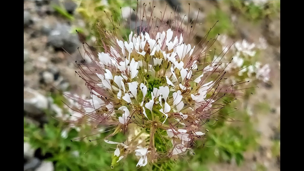 Native Plants of Coronado Historic Site - Redwhisker Clammyweed