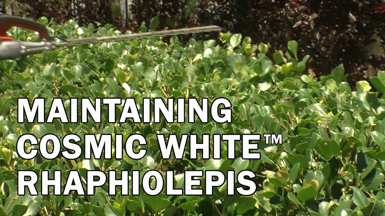 Maintaining Cosmic White™ Rhaphiolepis