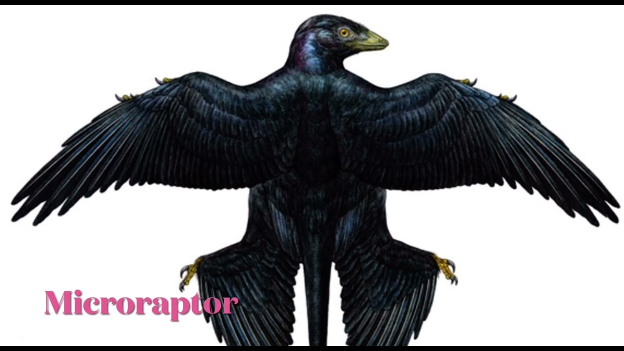 Microraptor Sounds