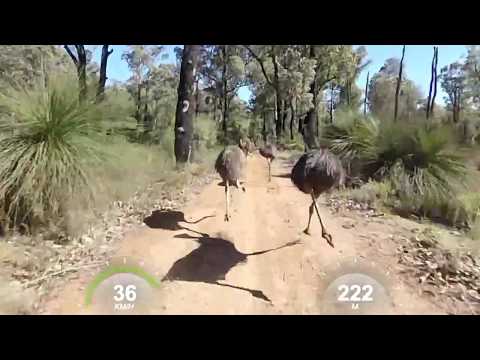 Cyclist Rides With Mob of Emus - Video