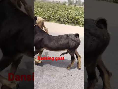 dancing goat #farming #goat #bakri
