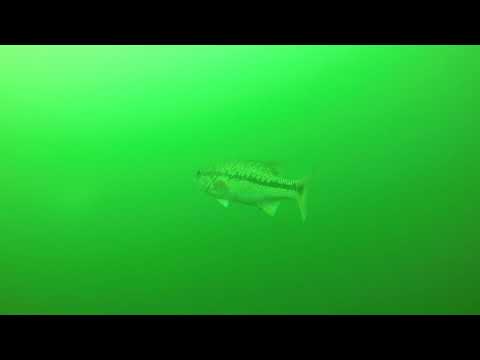 Quick little dive under Table Rock Lake in Branson Mo