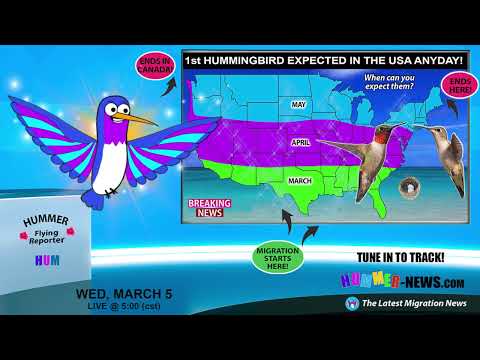 MARCH 5 - HUMMINGBIRD SPRING MIGRATION NEWS REPORT. #birds #hummingbird #migration
