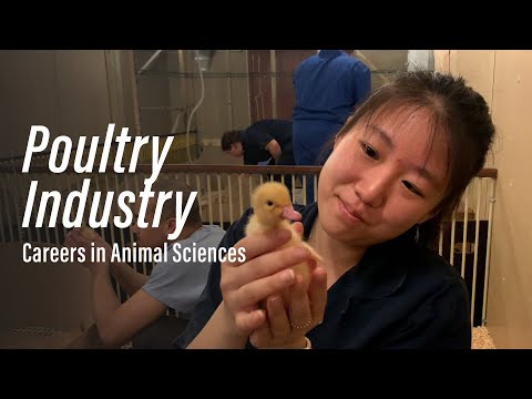Poultry Industry l Careers in Animal Sciences