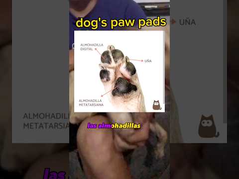 Dog vocabulary Spanish. #speakingspanish #spanishvocabulary #learnspanish