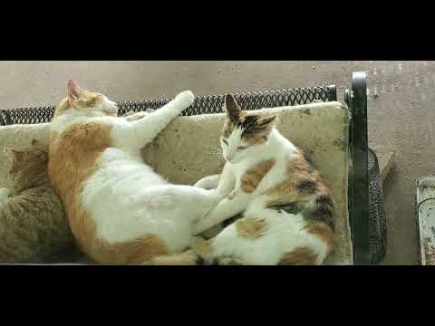 Calico kitty | Susan Manzke