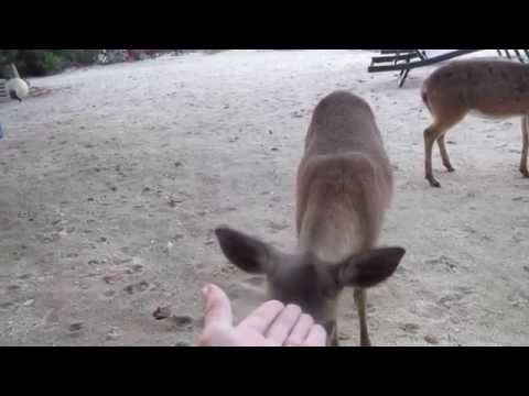 Key deer good morning