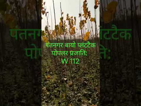Poplar Plant - Wholesale Price & Mandi Rate for Populus Plant in India