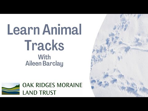 Learn Animal Tracks with Aileen Barclay