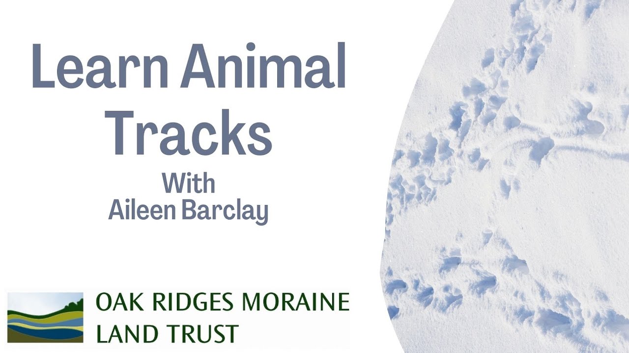 Learn Animal Tracks with Aileen Barclay