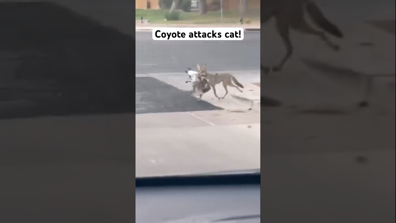 Coyote attacks Cat in AZ!