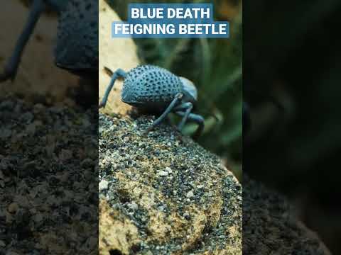 Blue Death Feigning Beetles 🪲 💙 #bdfb #tarantulacollective #beetle