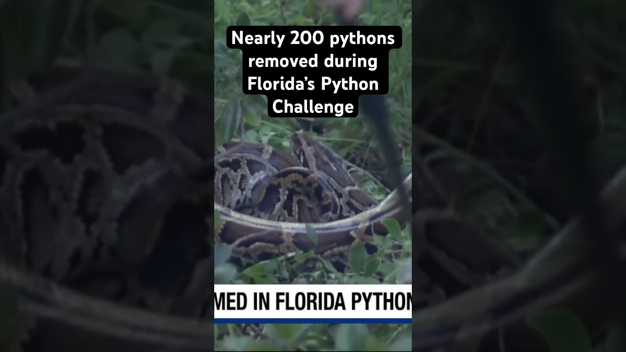 Nearly 200 pythons removed during Florida’s Python Challenge. #florida #python