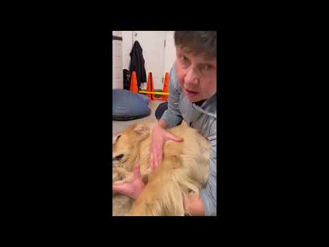 Anatomy of the Dog Paw