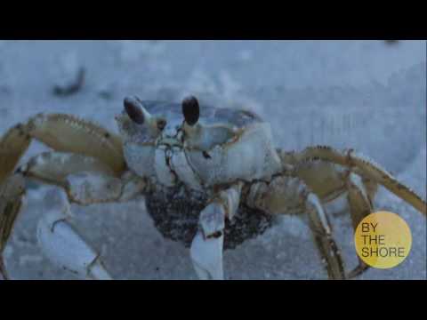 My Beach Video! – Emily Reich