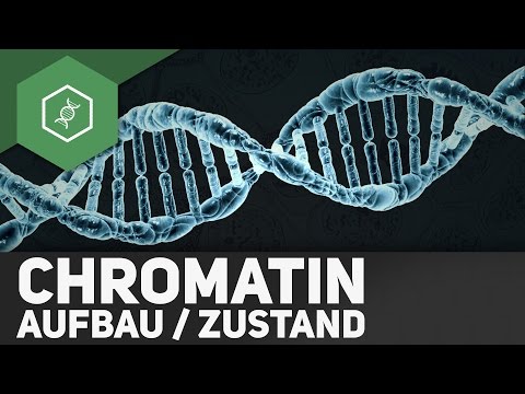 Aufbau & Zustand des Chromatins