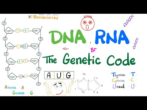 DNA; RNA (mRNA; tRNA; rRNA); and the Genetic Code - Molecular Biology ...