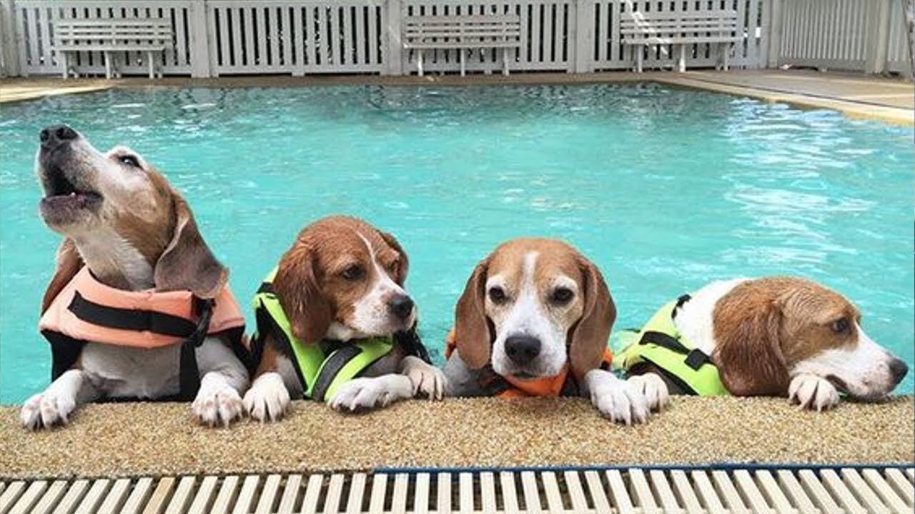 Funny And Cute Beagle Puppies Compilation #4 - Cutest Beagle Puppies