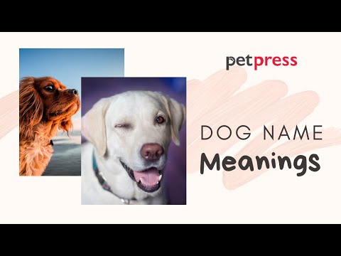 The Best Dog Names Meaning - Fire, Love, Loyal & More
