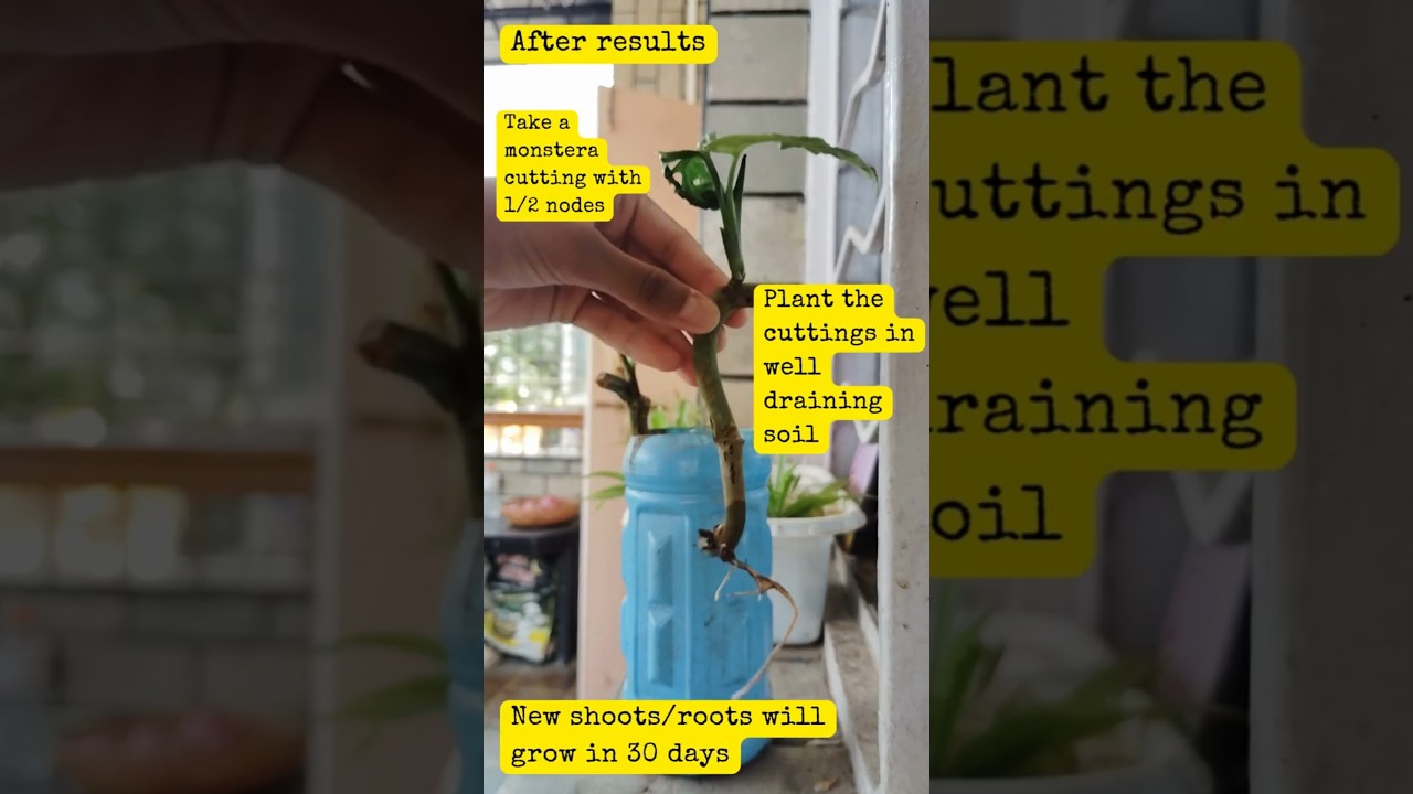 #monstera Grow monstera plant from cutting with nodes.#gardening