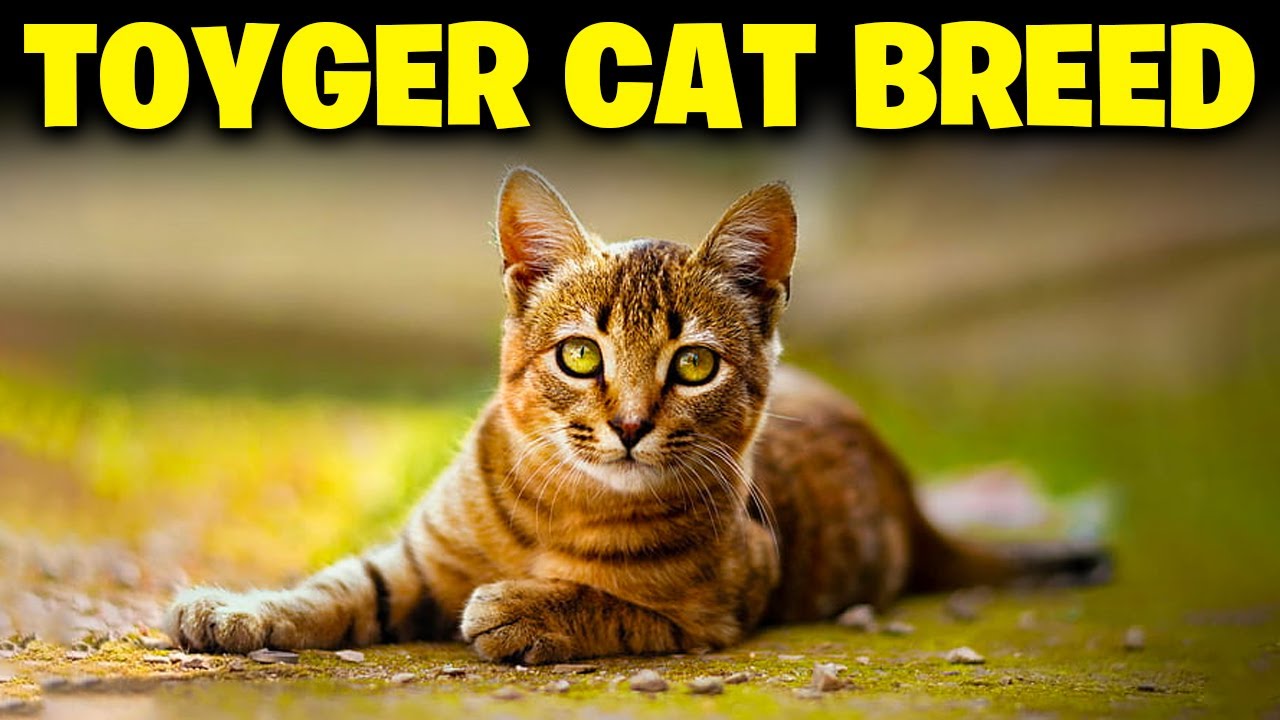 Toyger Cat Breed 101- Everything You Need To Know