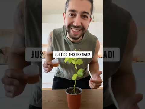 How to Clone Plants with Honey | creative explained