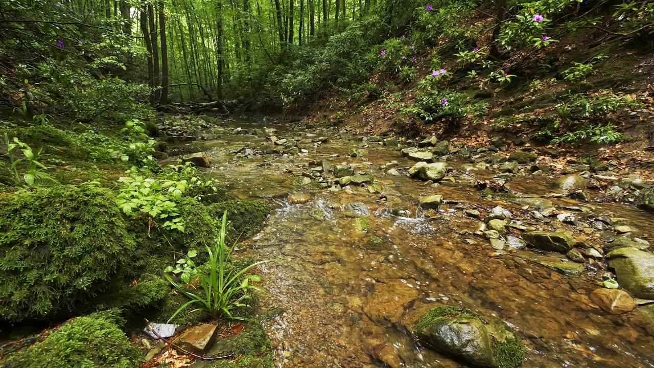 Peaceful Forest Stream & Birdsong - 24/7 Relaxing Nature Ambiance - ASMR