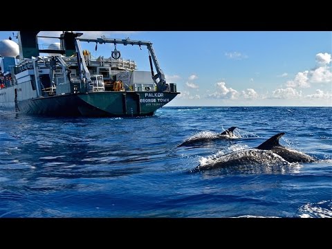 VOS2-17 Full Episode - Onboard the Falkor: Whale Watching