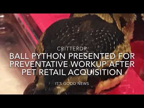 BALL PYTHON PRESENTED FOR PREVENTATIVE WORKUP AFTER PET RETAIL ACQUISITION