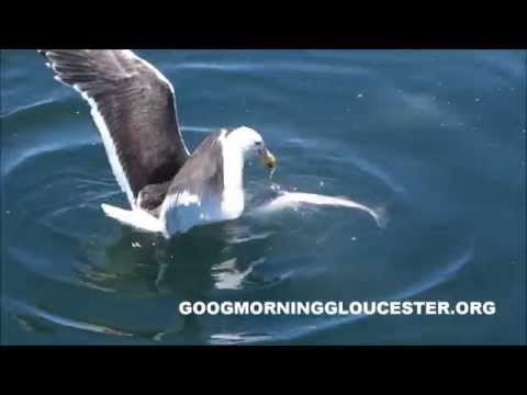 Video- Homie Lays An Absolute Beatdown On This Shark – Good Morning ...