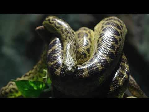 What Do Dream About Rattlesnake Means? - Meaning & Interpretation